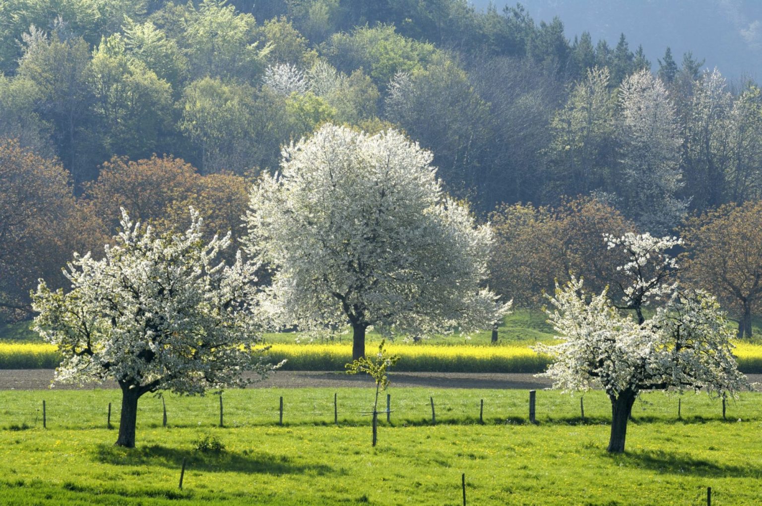 La taille de formation des fruitiers « haute-tige » – VERGERS VIVANTS